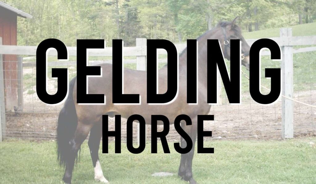 Gelding Horse - First Run After Being Gelded Today